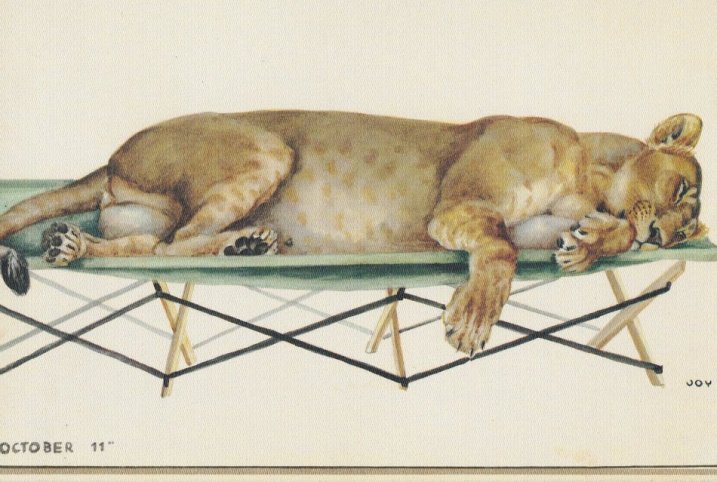 Collectibles from Born Free, Elsa & Adamsons